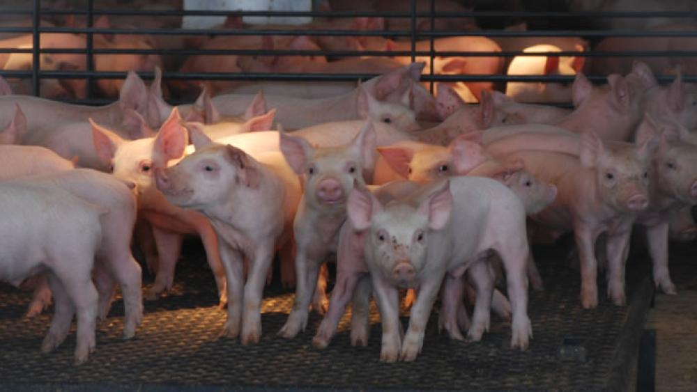 UC Davis Department of Animal Science - Swine Teaching and Research Center