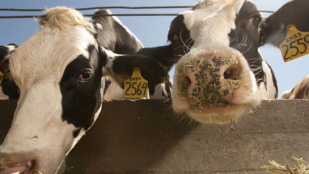 UC Davis Department of Animal Science - Dairy Teaching and Research ...