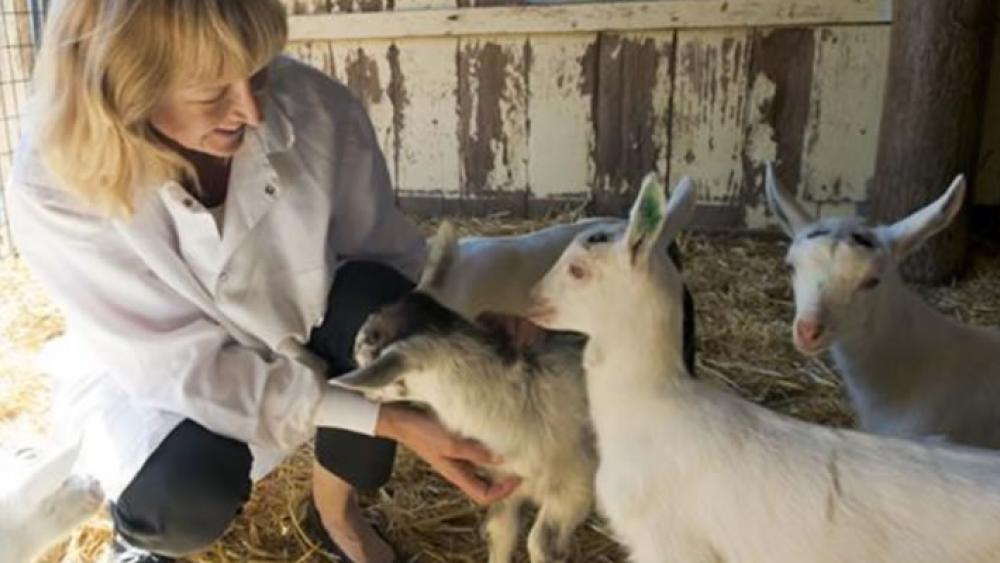 Goat Teaching & Research Facility | UC Davis Department of Animal Science