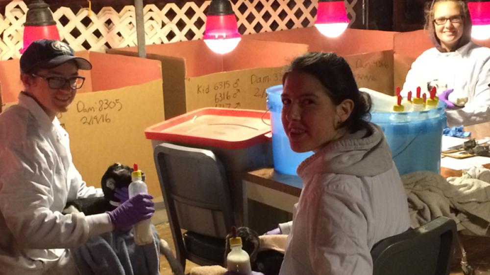 Goat Teaching & Research Facility | UC Davis Department of Animal Science