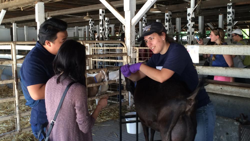 Goat Teaching & Research Facility | UC Davis Department of Animal Science