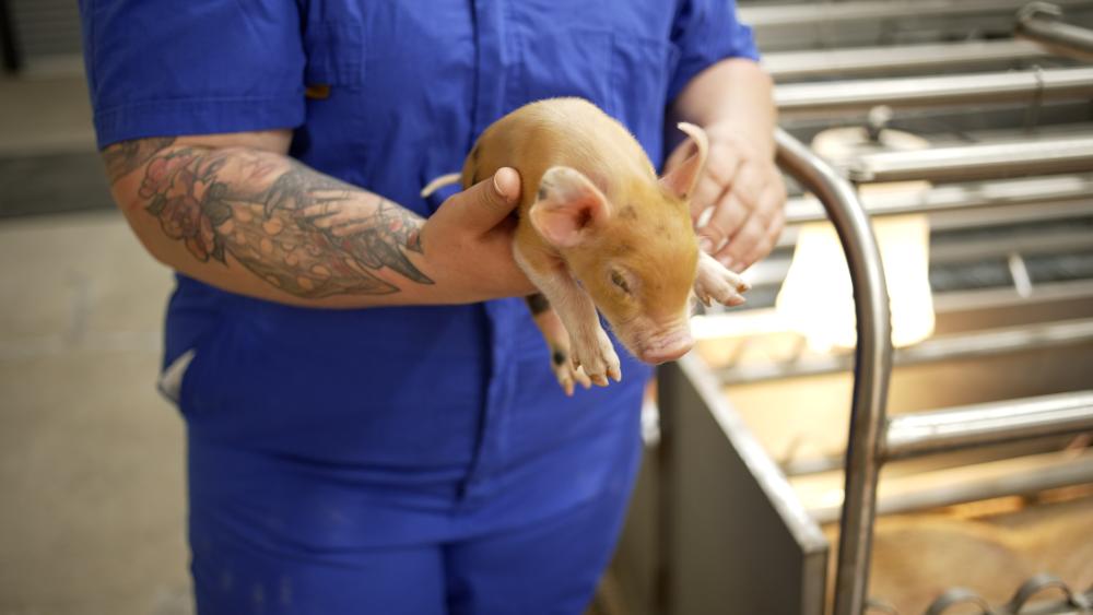 UC Davis Department of Animal Science - Swine Teaching and Research Center